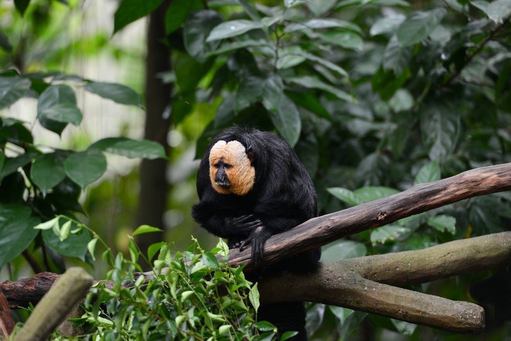 7 Best Places to Visit in Suriname Before You Die - Insider Monkey