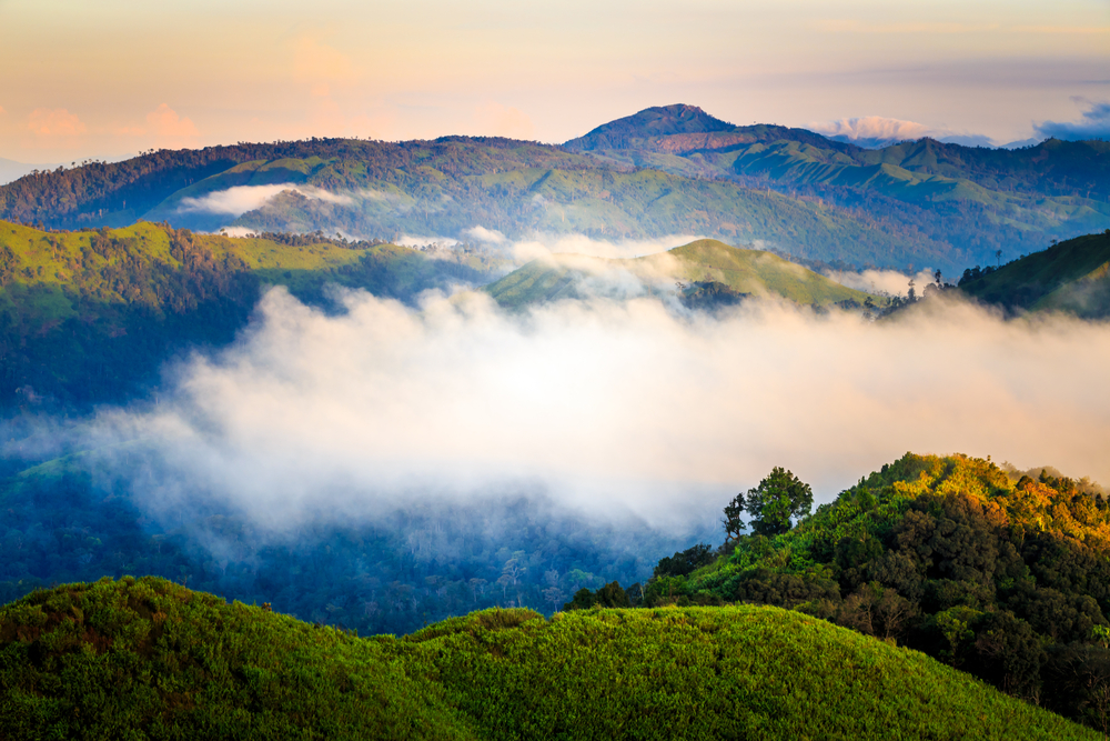 11 Biggest Rainforests in The World - Insider Monkey