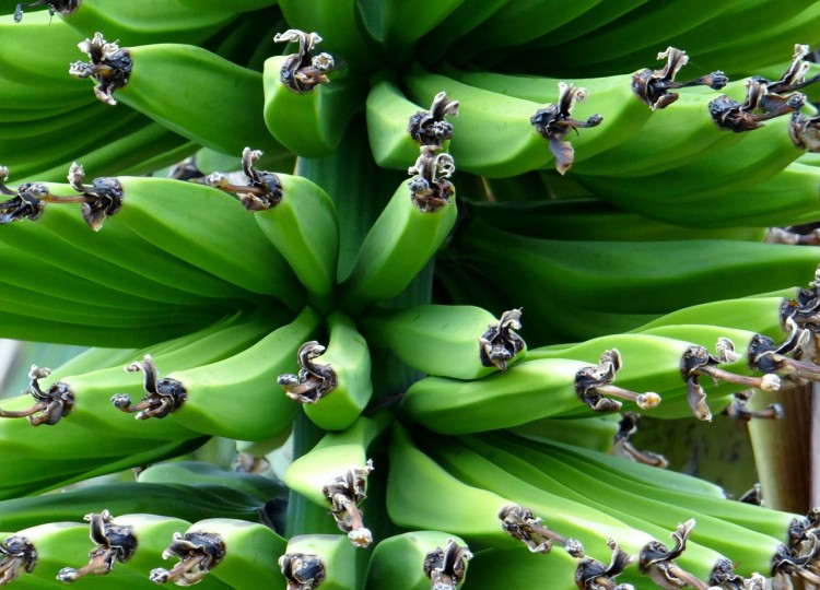 10 Countries that Export The Most Bananas in The World - Insider Monkey