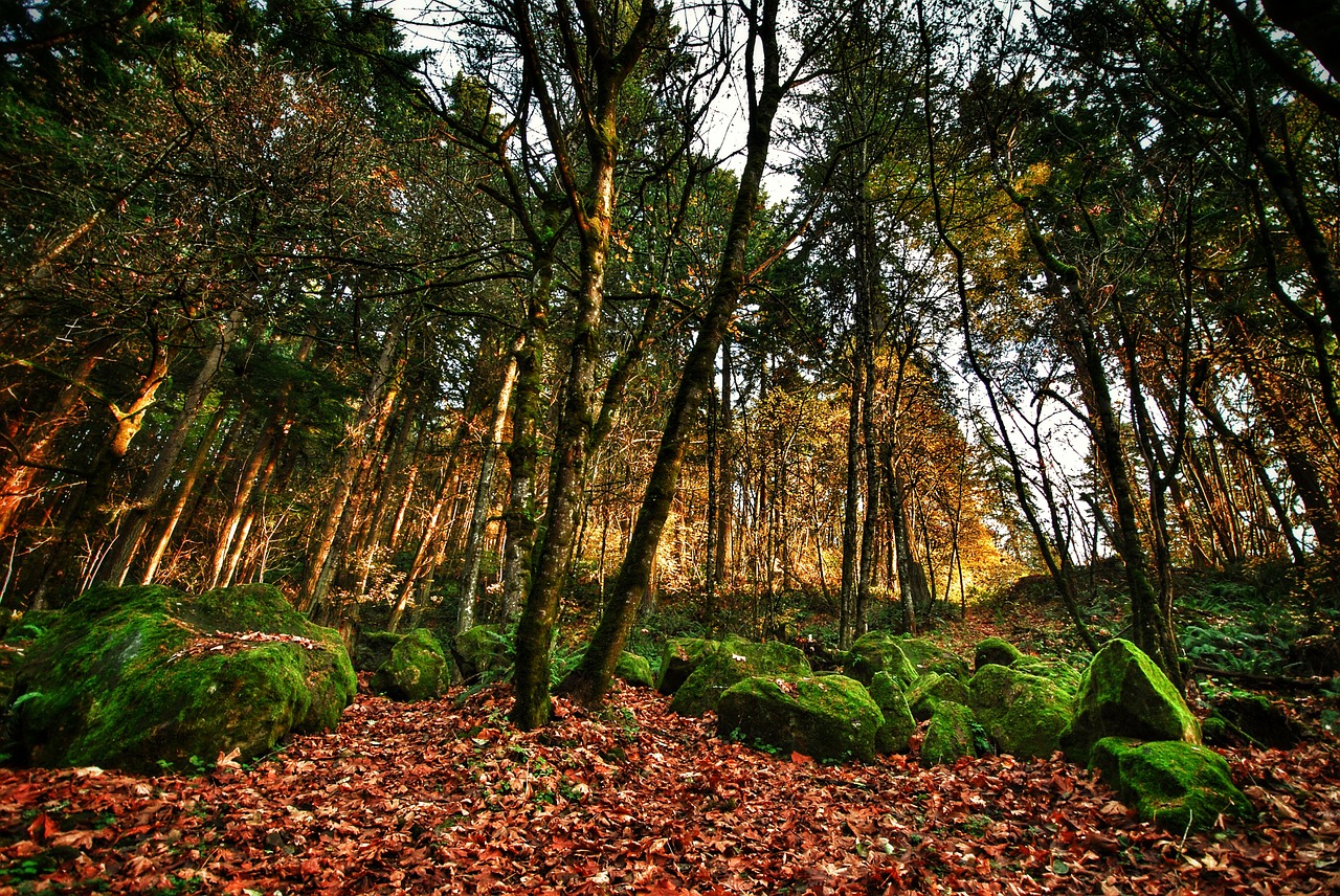 50 Most Forested Cities In The US - Insider Monkey