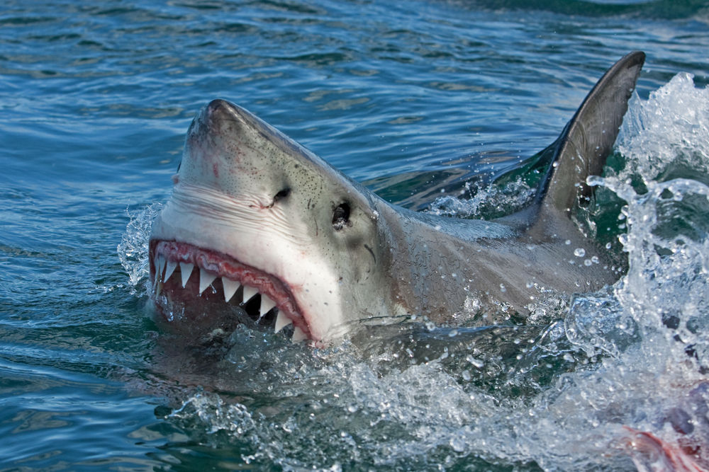 11 Most Aggressive Sharks In The World - Insider Monkey
