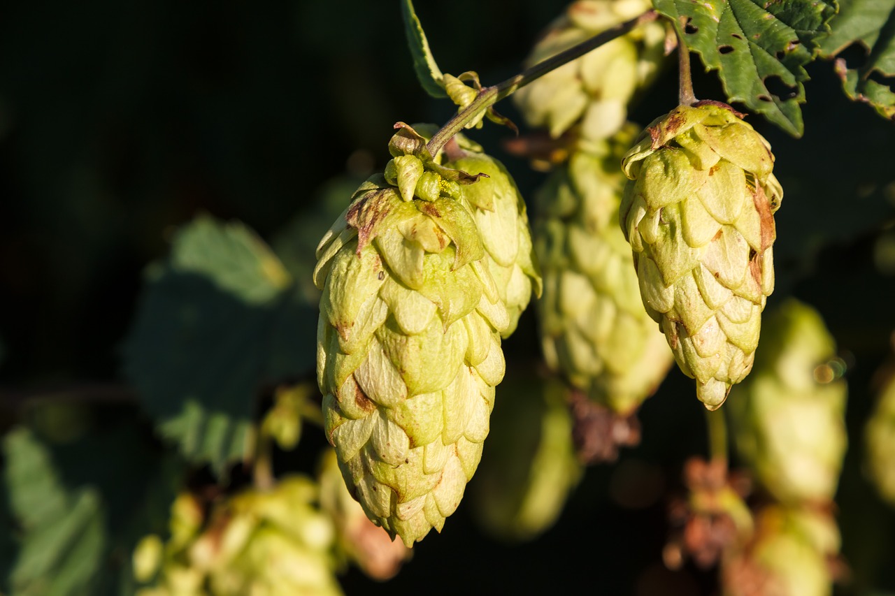 10 Biggest Hop Producing Countries in The World - Insider Monkey