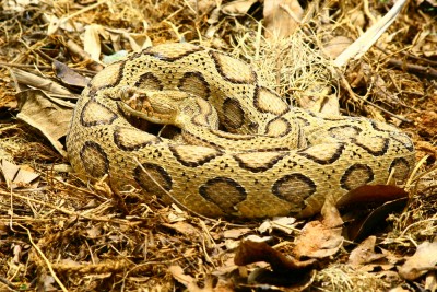 Cannibalism Today: 13 Real Life Cannibal Tribes, Families in India and ...