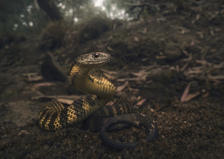 11 Most Venomous Snakes in Australia - Insider Monkey