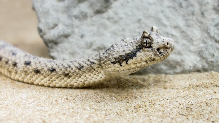 20 Most Venomous Snakes in The World - Insider Monkey
