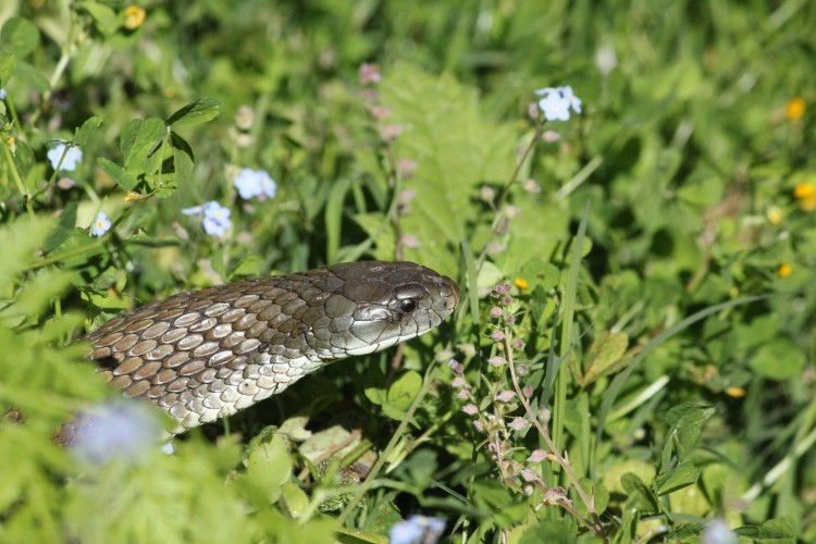11 Most Venomous Snakes in Australia - Insider Monkey