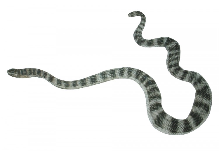 11 Most Poisonous Snakes in India - Insider Monkey