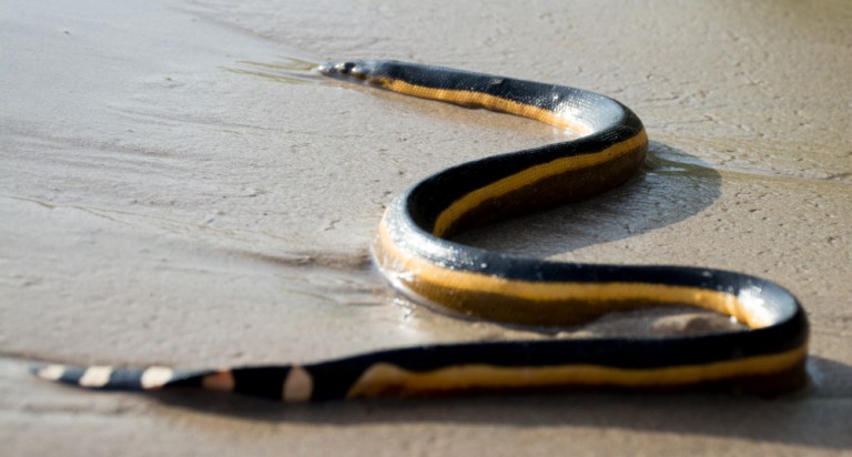 11 Most Poisonous Snakes in India - Insider Monkey 11 Most Poisonous Snakes in India - Insider Monkey
