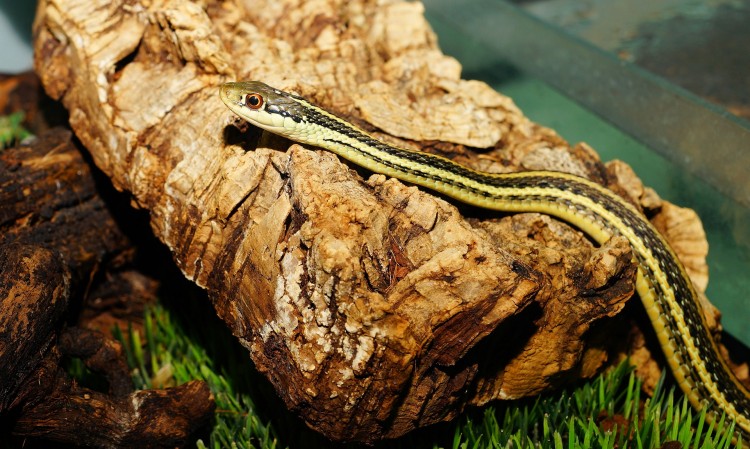 10 Most Common Snakes in America - Insider Monkey