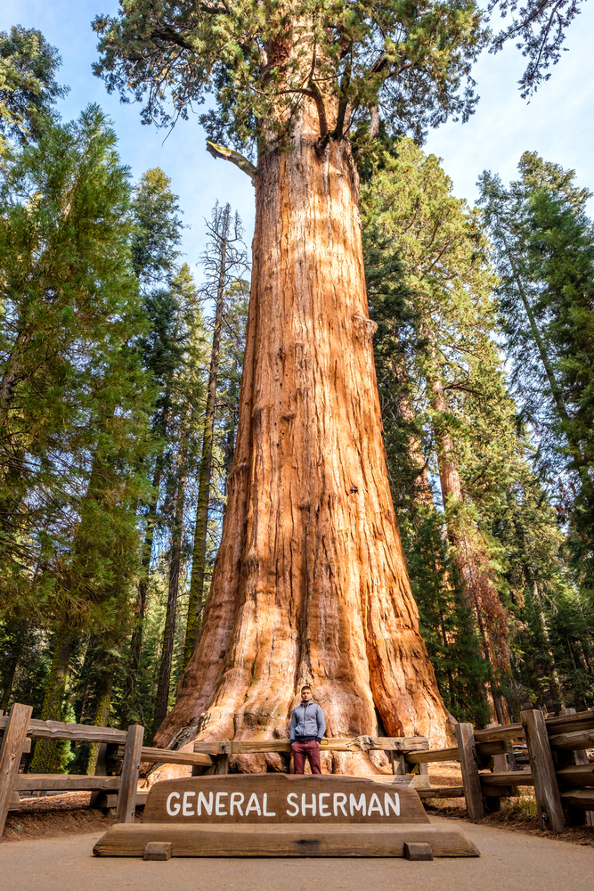 Sequoia Fund’s 2019 Q3 Investor Letter - Insider Monkey