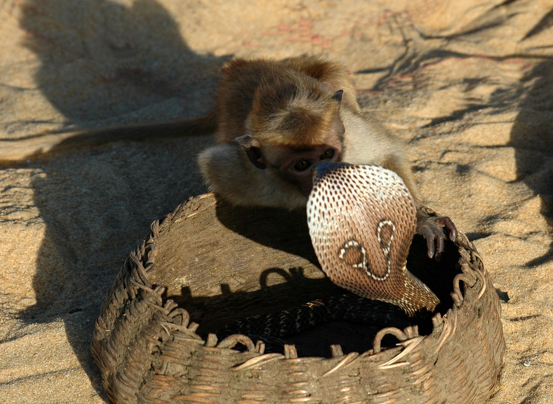 11 Most Poisonous Snakes in India - Insider Monkey