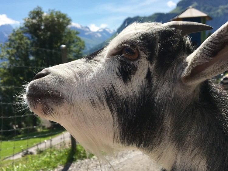 10 Easiest Goat Breeds to Raise - Insider Monkey