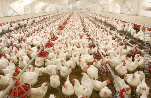 5 Biggest Poultry Companies in the World - Insider Monkey