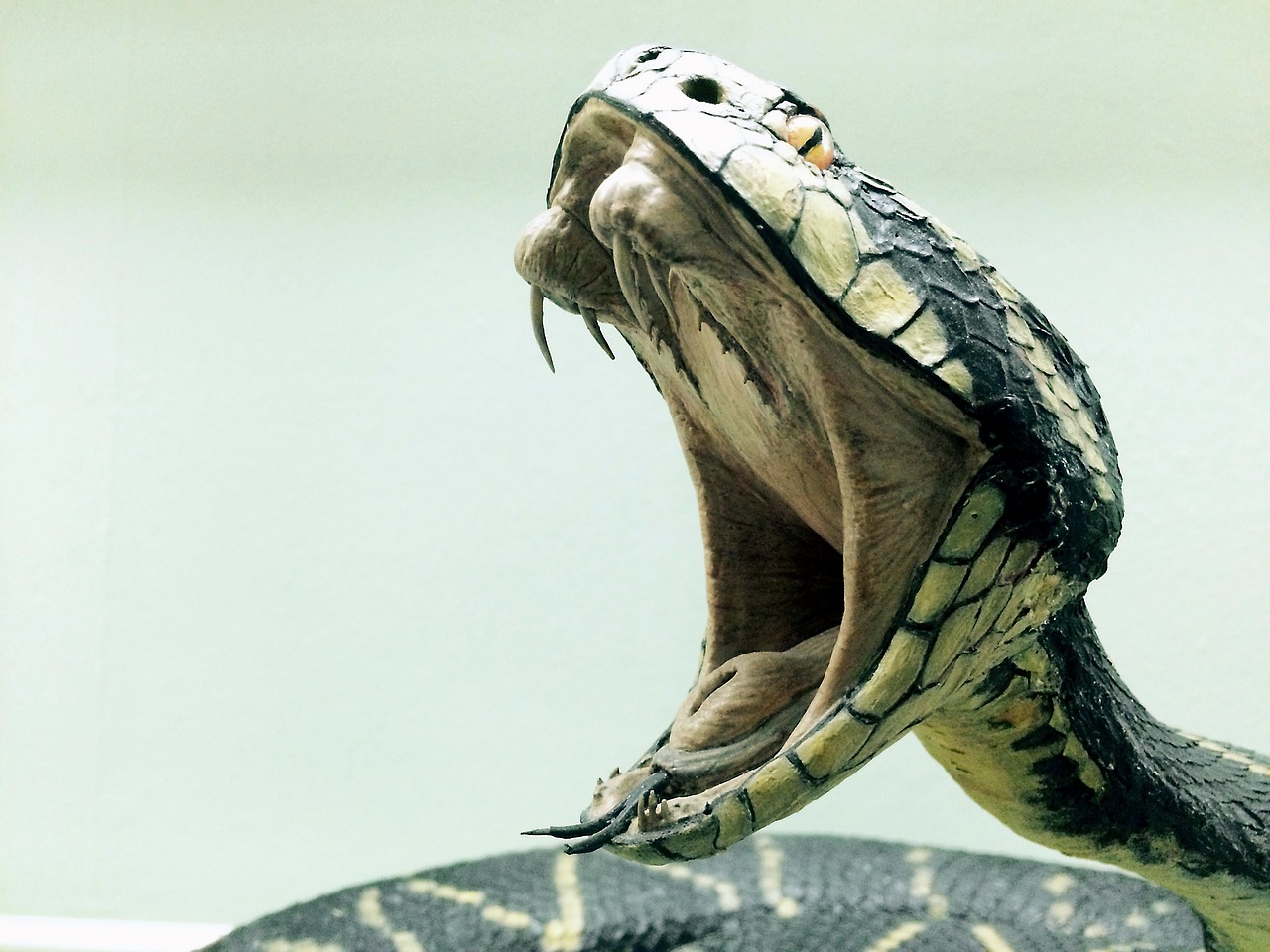 Top 10 Most Deadliest and Dangerous Snakes In the World - Insider Monkey