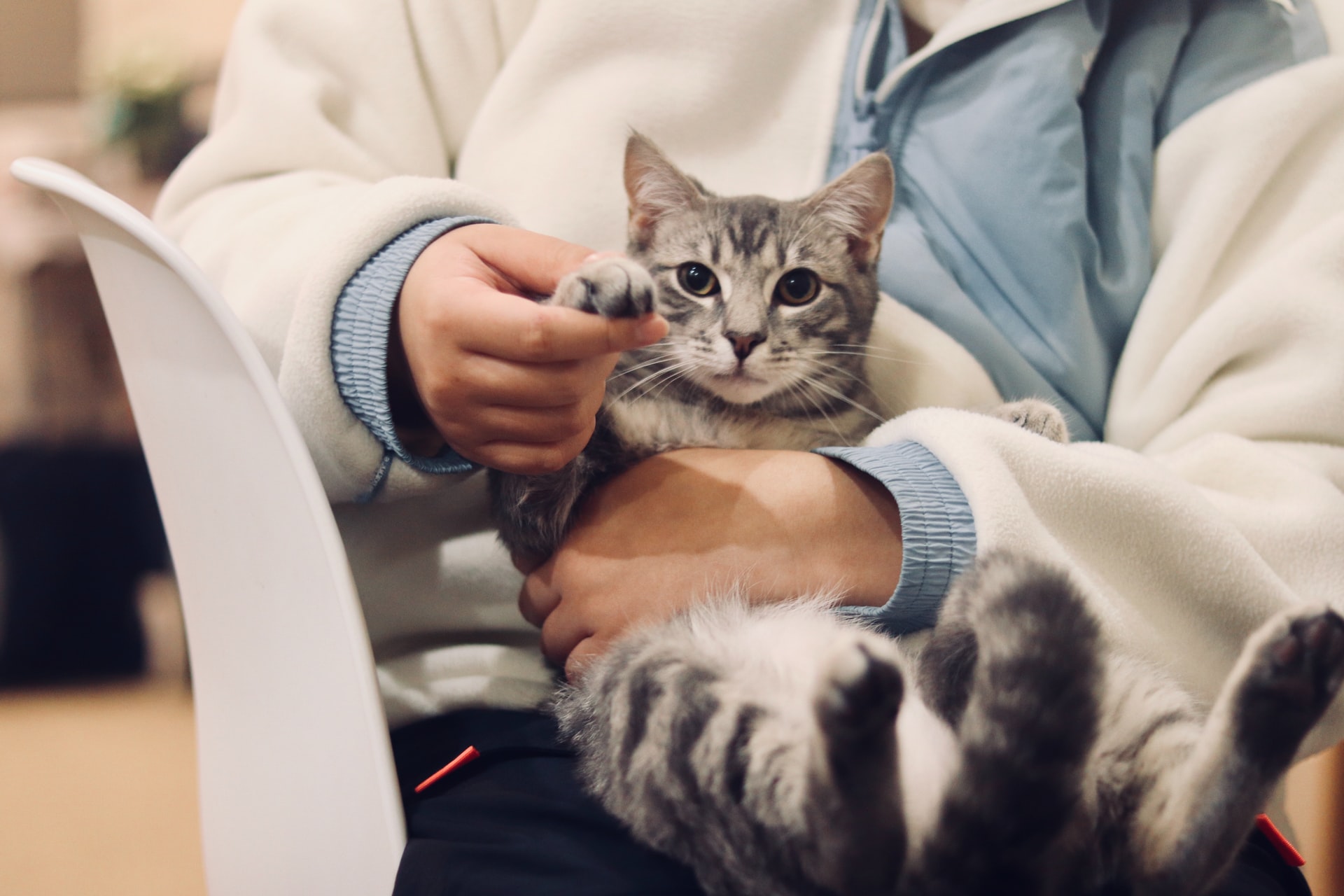5 Most Popular Pets in the US - Insider Monkey