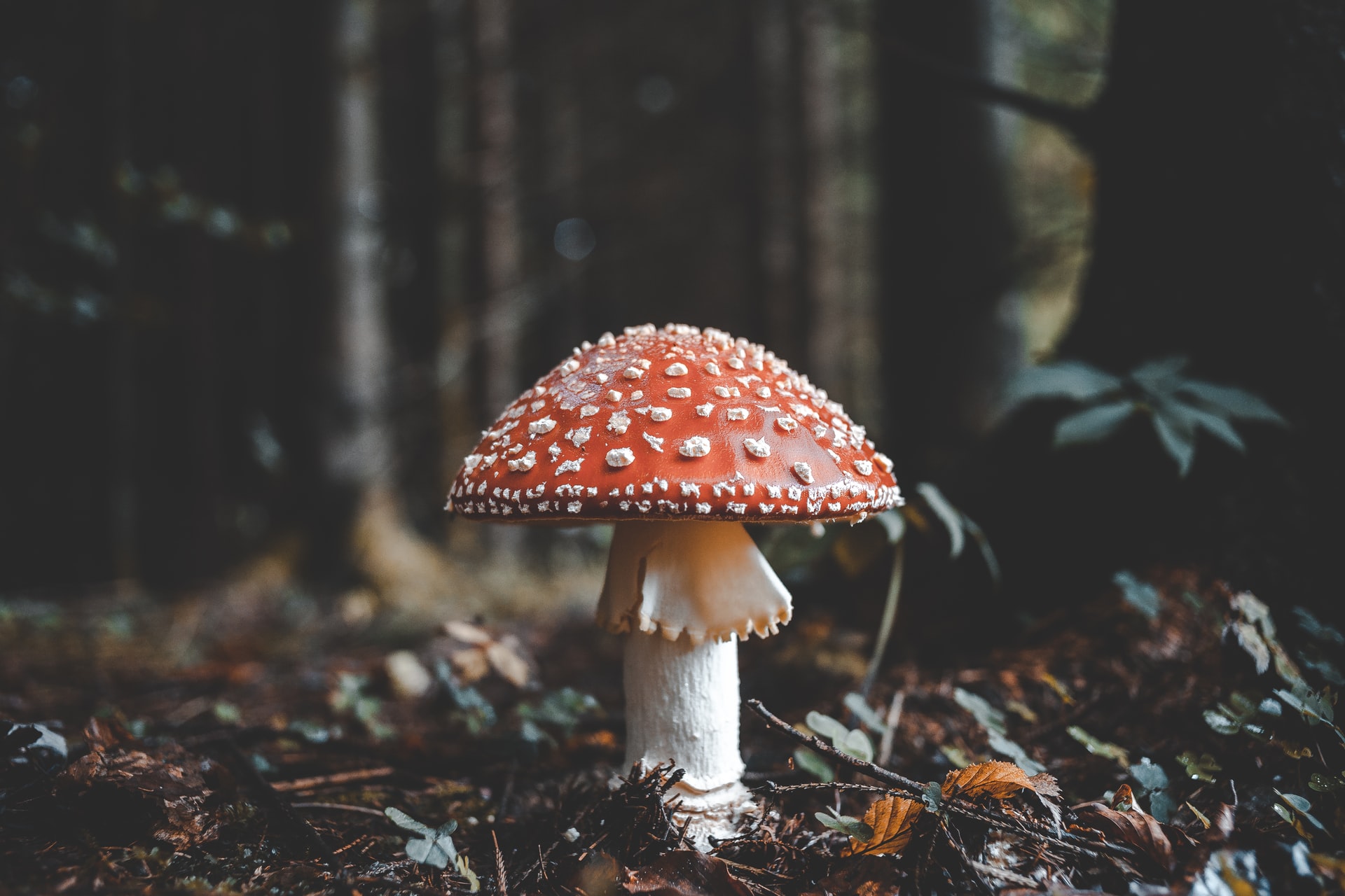 7 Most Promising Psychedelic Stocks According to Hedge Funds - Insider ...